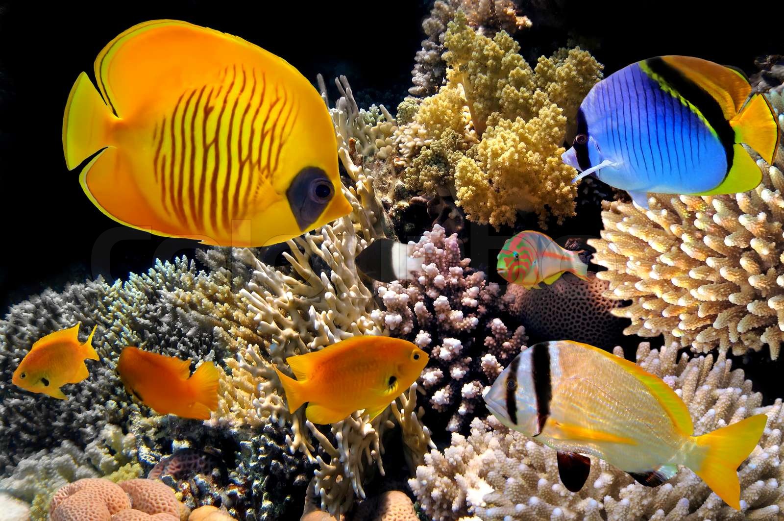 Wildlife in ein rotes Meer | Stock Bild | Colourbox