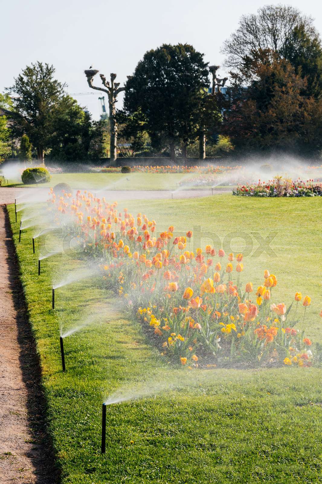 Spart garden with working sprinkler irrigation system, | Stock image ...