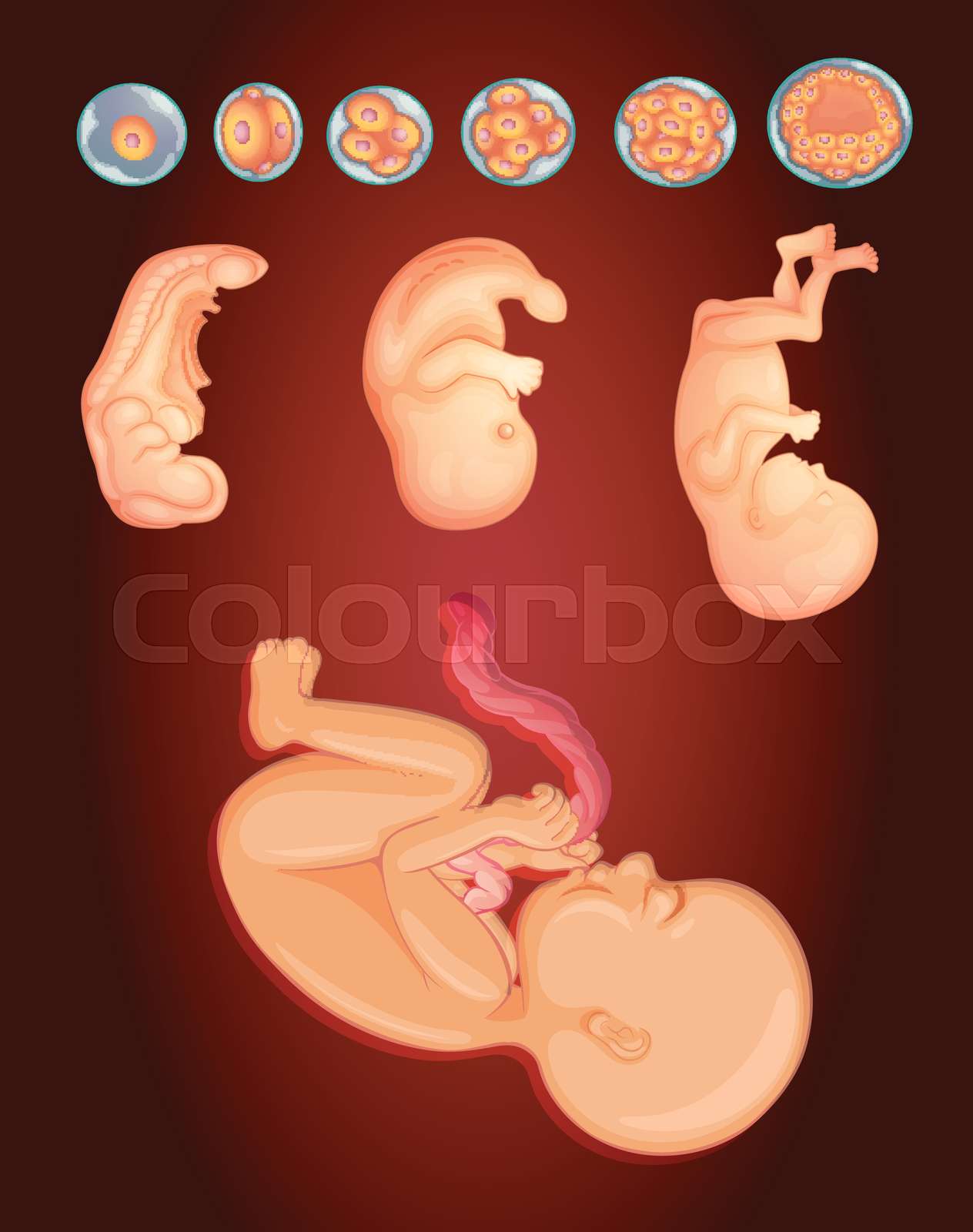 Diagram showing baby growing inside woman womb | Stock vector | Colourbox