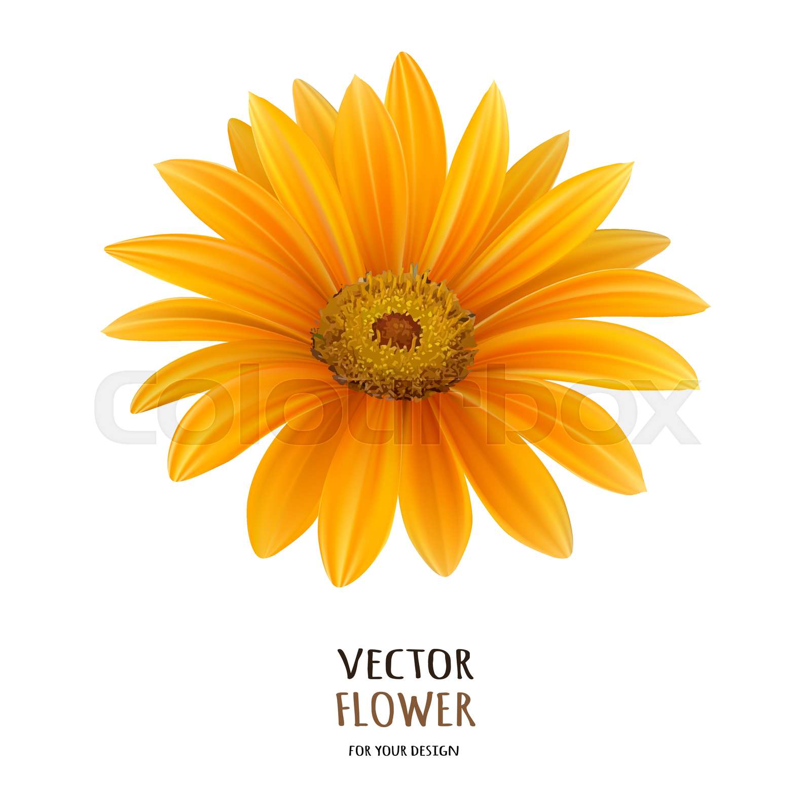 Orange Gerbera Daisy Clip Art