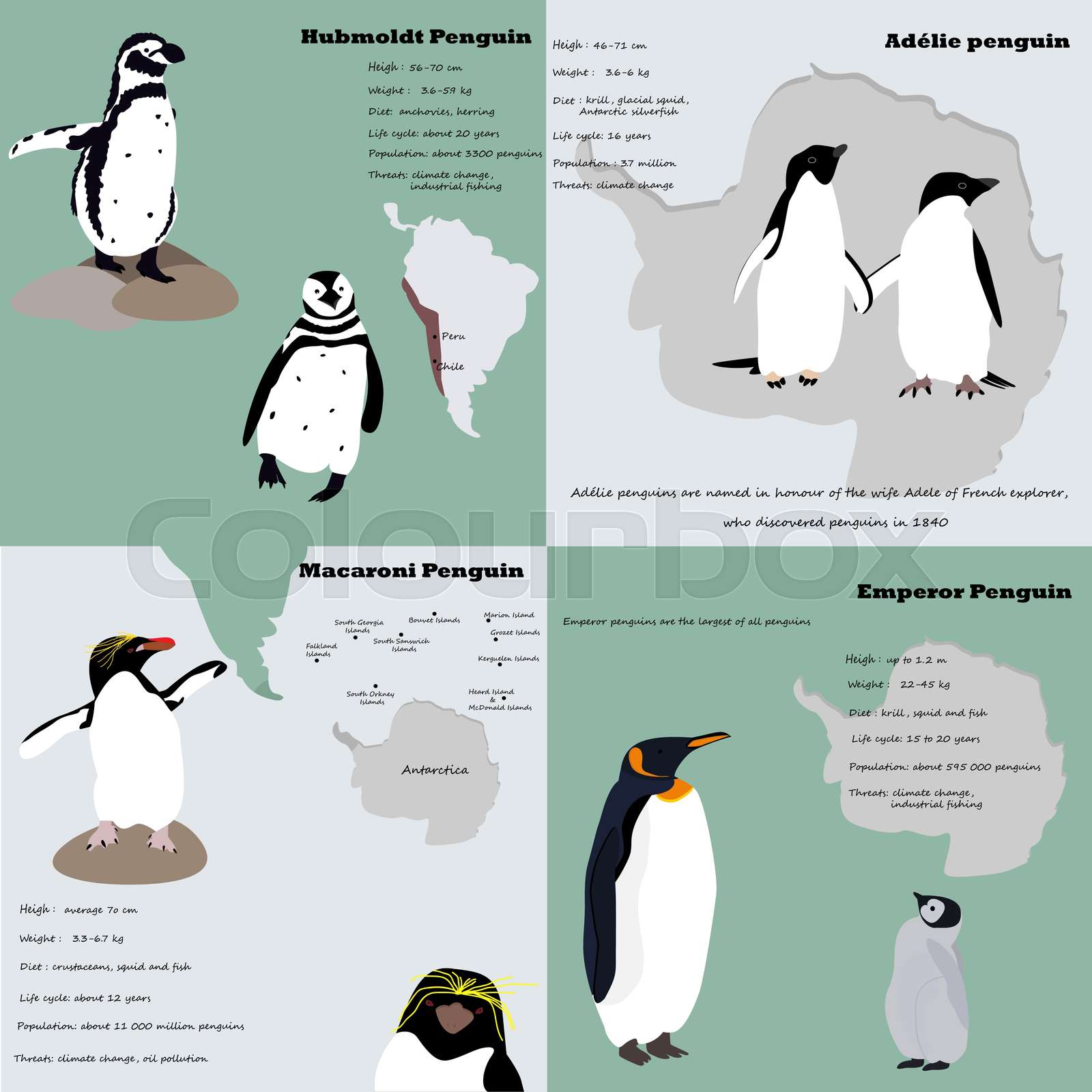 Infographic with penguins of different species. | Stock vector | Colourbox