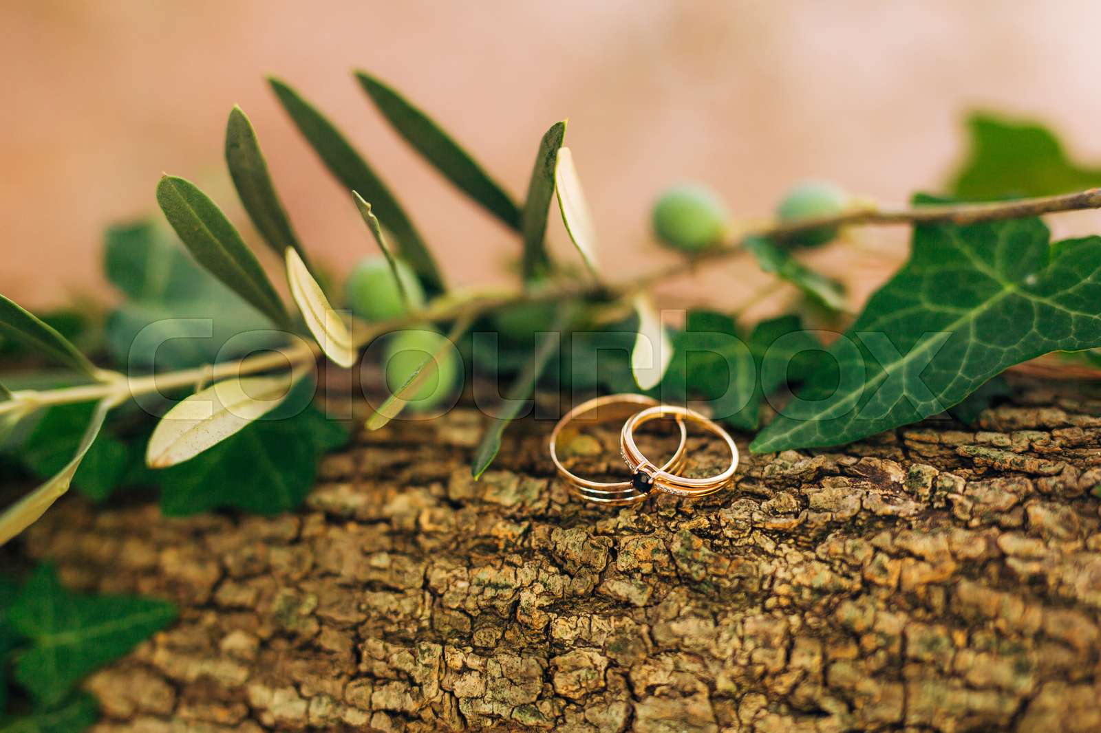 Wedding rings on a thread in the olive tree | Stock image | Colourbox