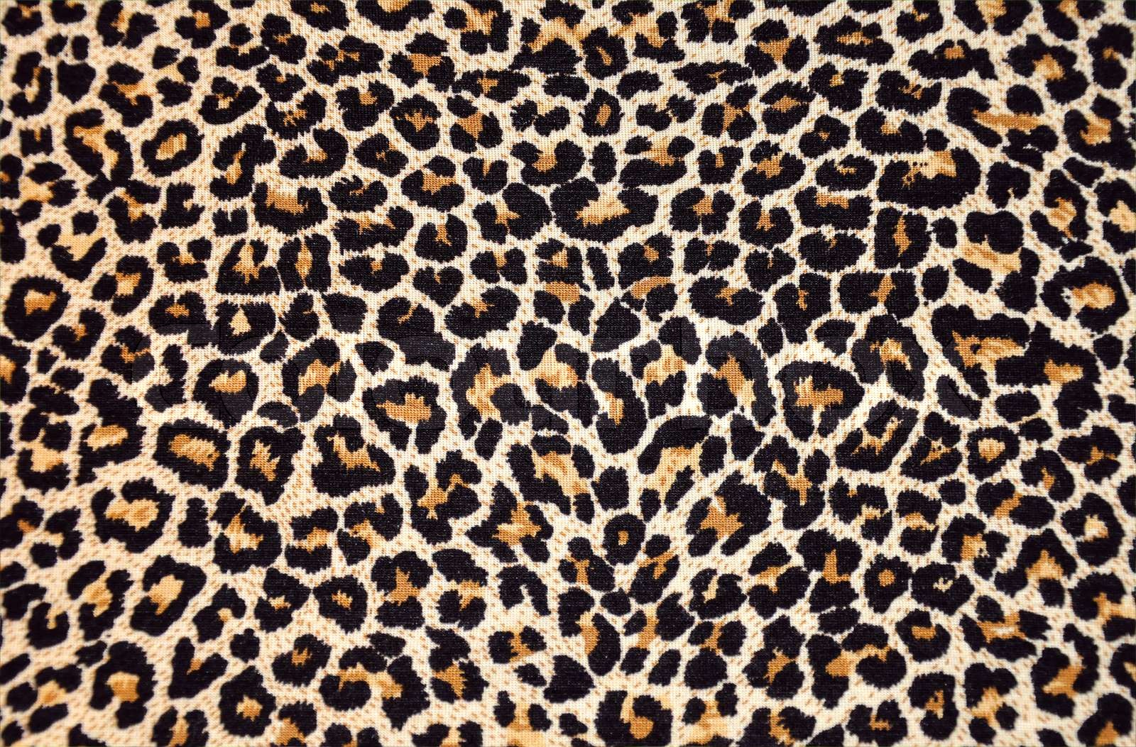 abstract texture of leopard fur (skin) | Stock image | Colourbox