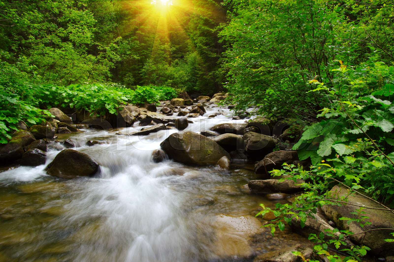 Mountain river in the green forest | Stock image | Colourbox