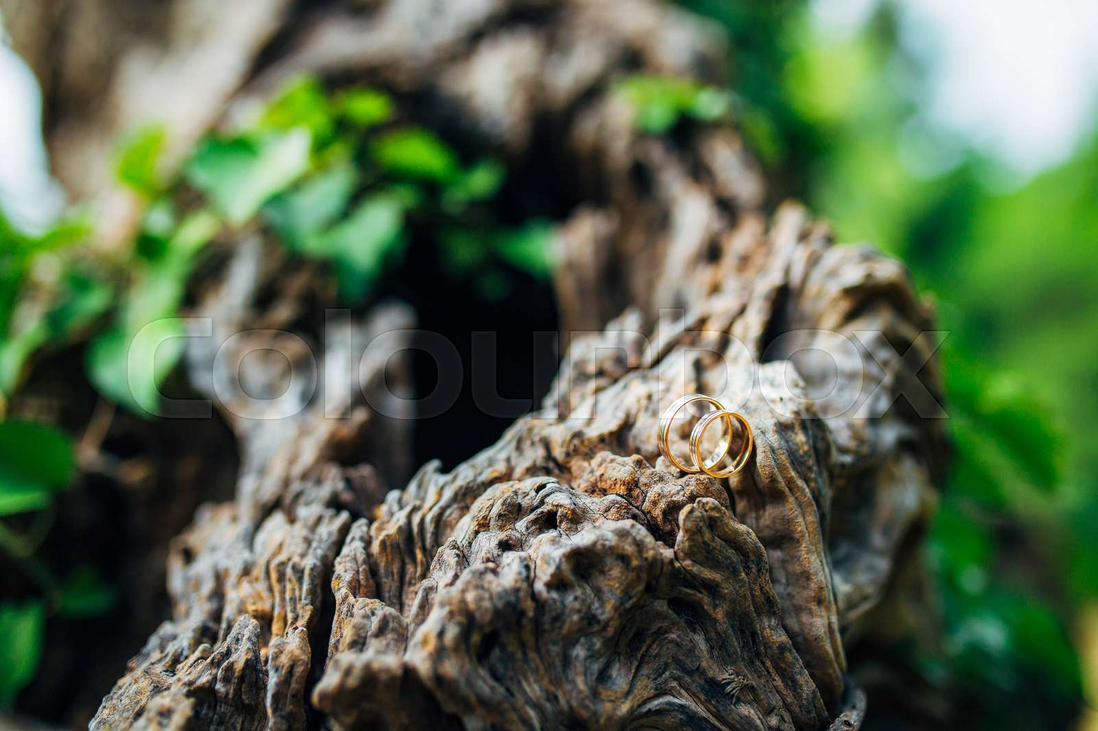 Wedding rings on a thread in the olive tree | Stock image | Colourbox