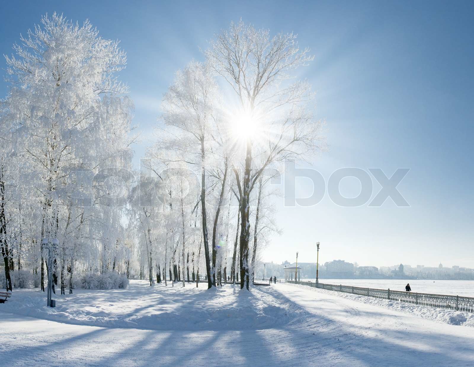 Smuk vinter landskab med snedækkede træer | Stock foto | Colourbox