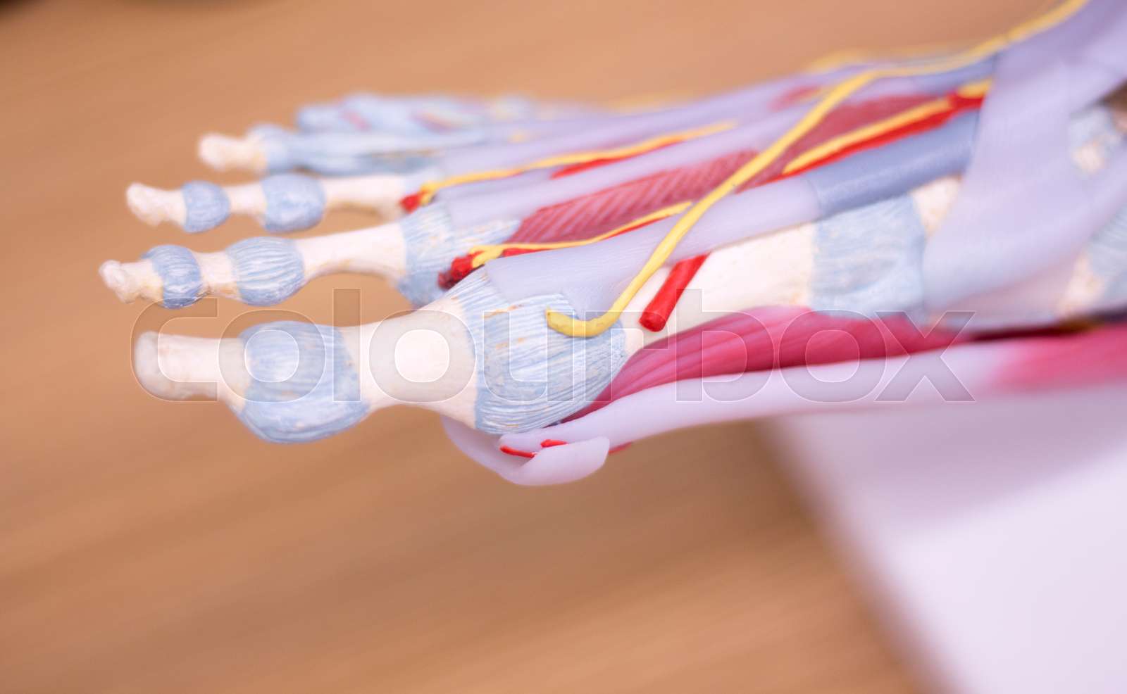 Foot medical anatomy model | Stock image | Colourbox