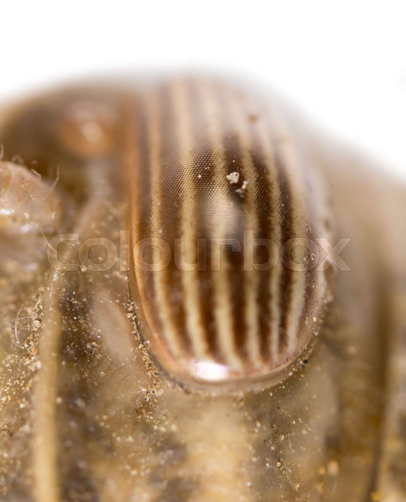 Grasshopper eyes. macro | Stock image | Colourbox