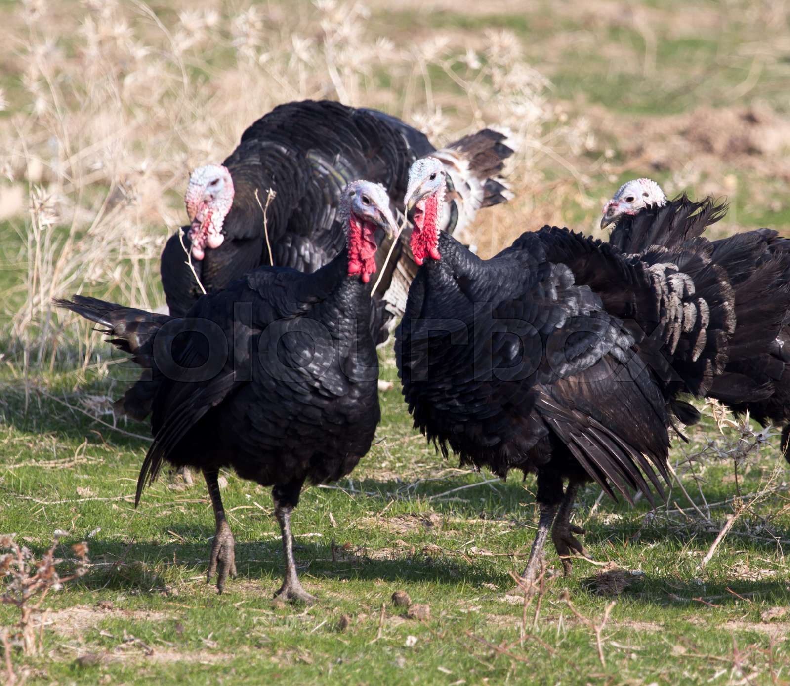 truthähne, truthahn, frei | Stock Bild | Colourbox