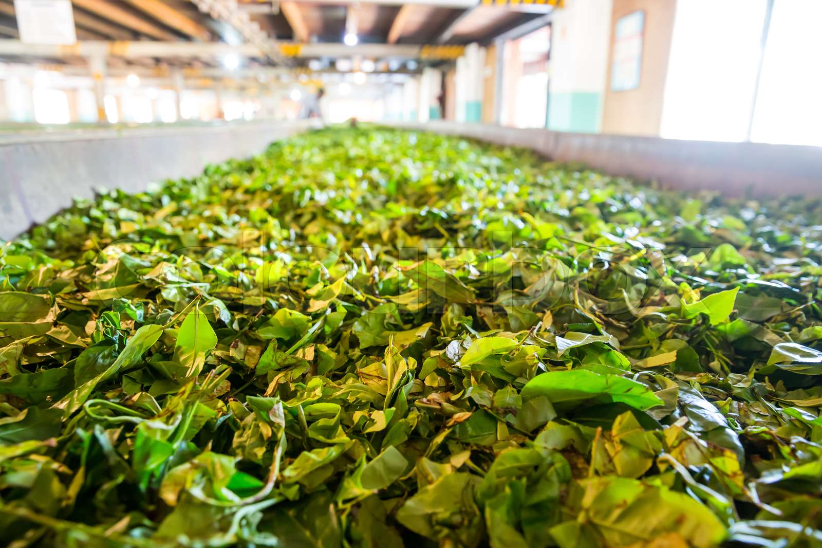 Ceylon tea leaves drying process | Stock image | Colourbox