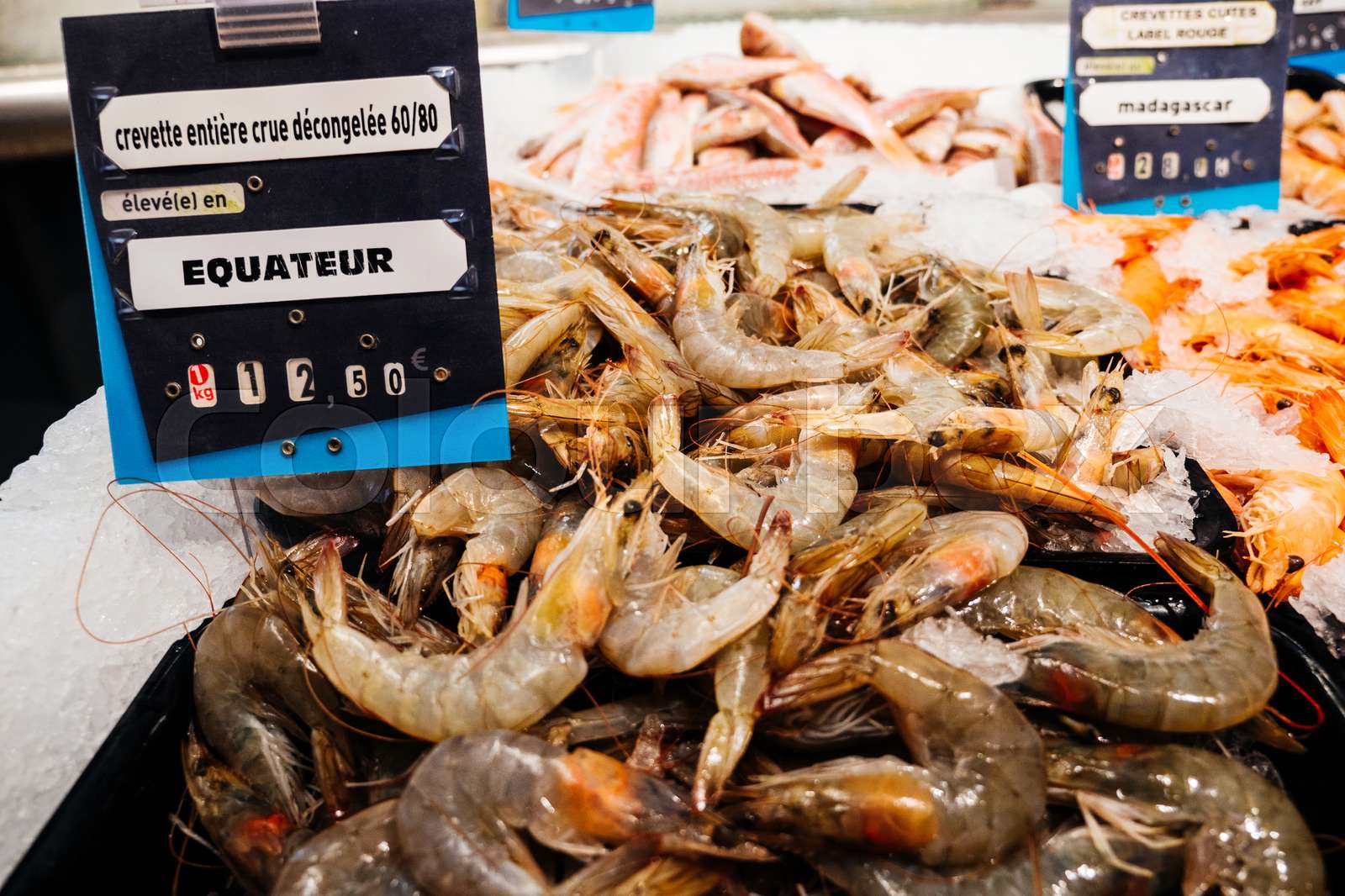 Fresh Ecuador shrimps at supermarket fish stall | Stock image | Colourbox