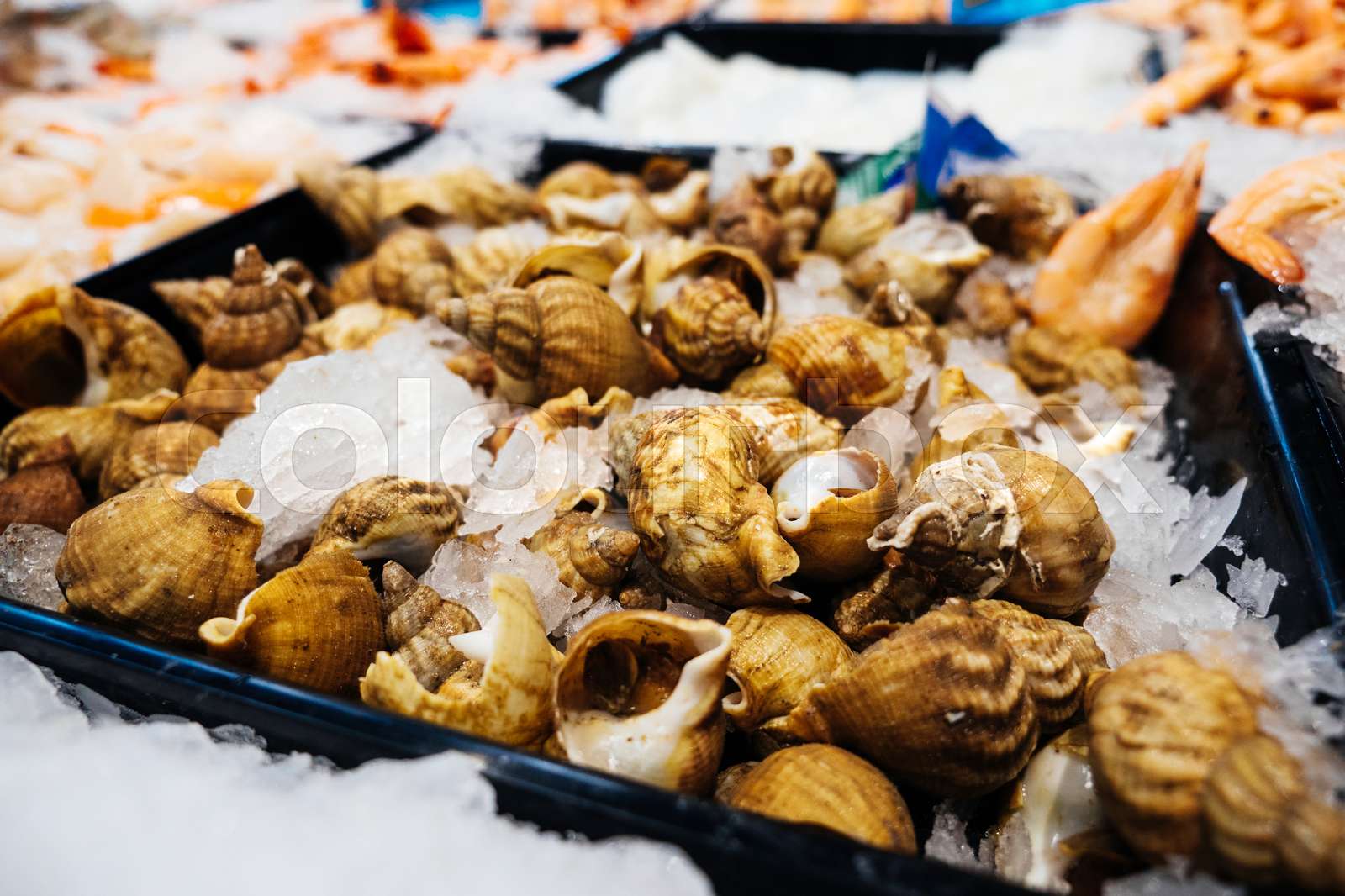 Boiled snails at fish counter | Stock image | Colourbox