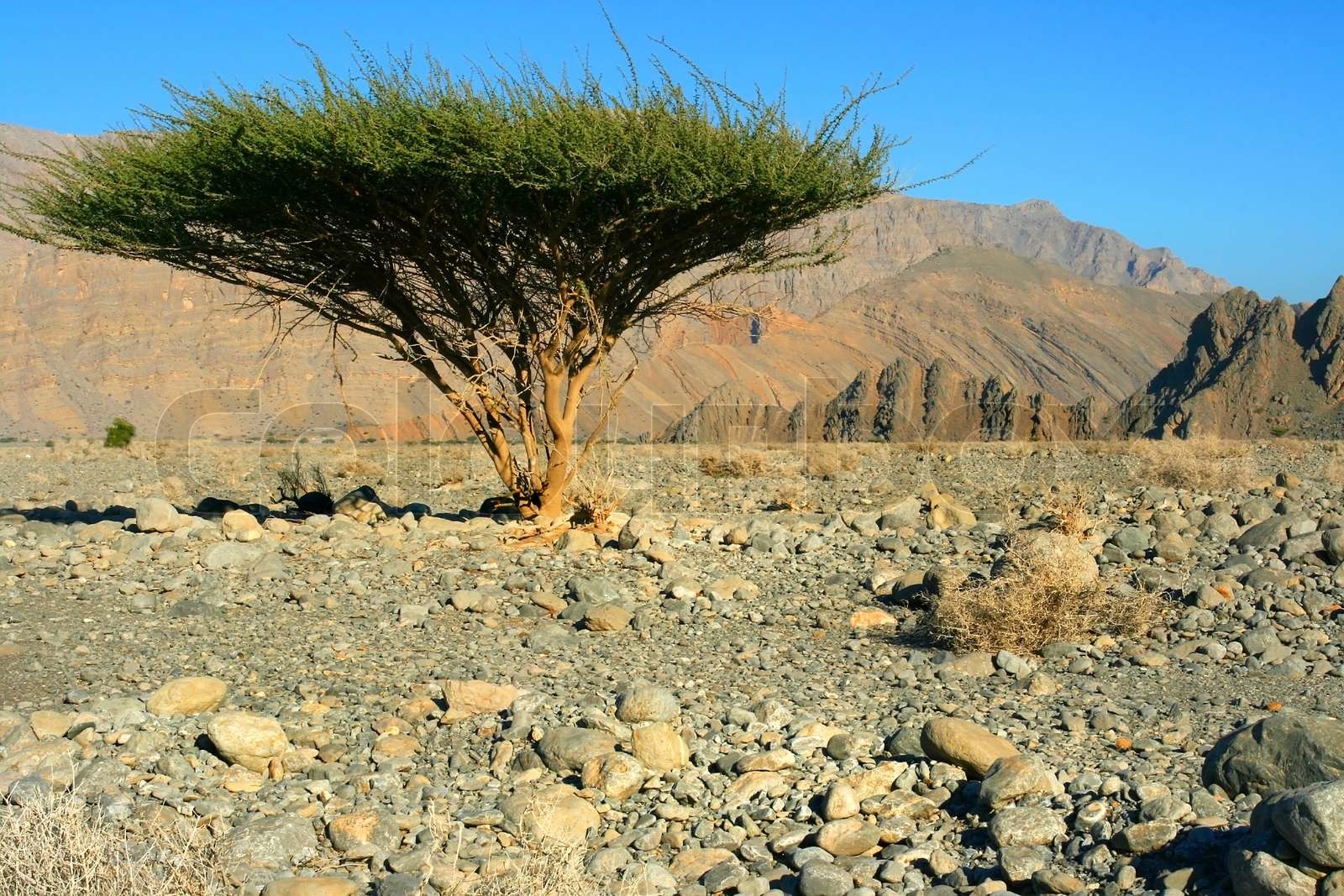Single tree in Omans Desert | Stock image | Colourbox