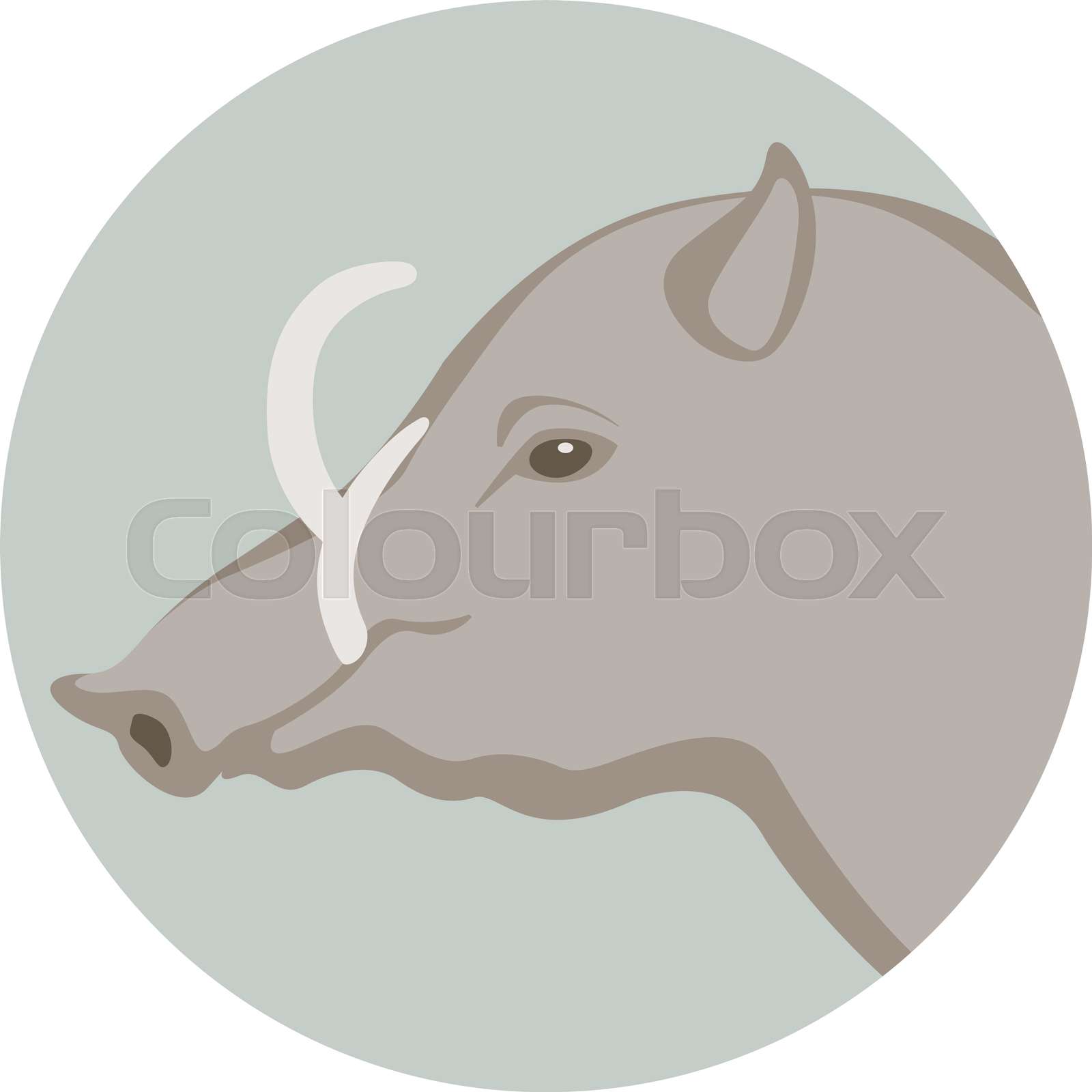warthog head vector | Stock vector | Colourbox