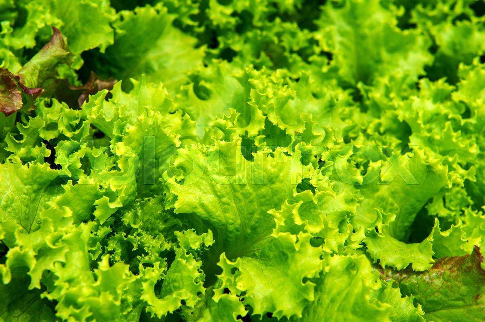Fresh green lettuce | Stock image | Colourbox