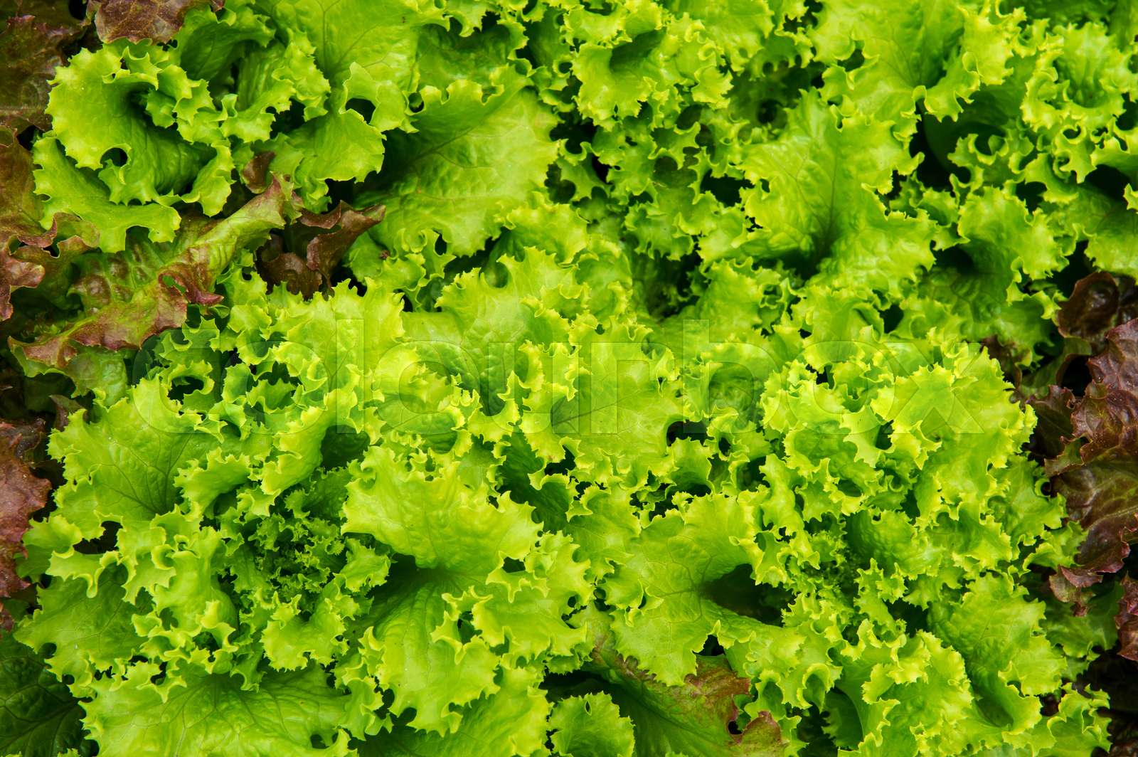 Fresh green lettuce | Stock image | Colourbox