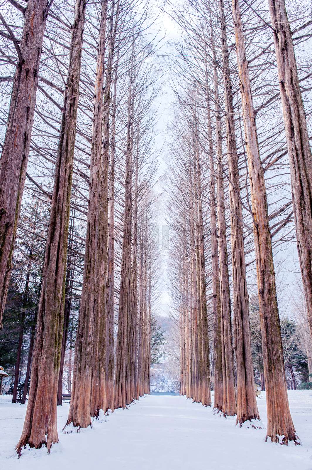 Nami island in Korea,Row of pine trees in winter. | Stock image | Colourbox
