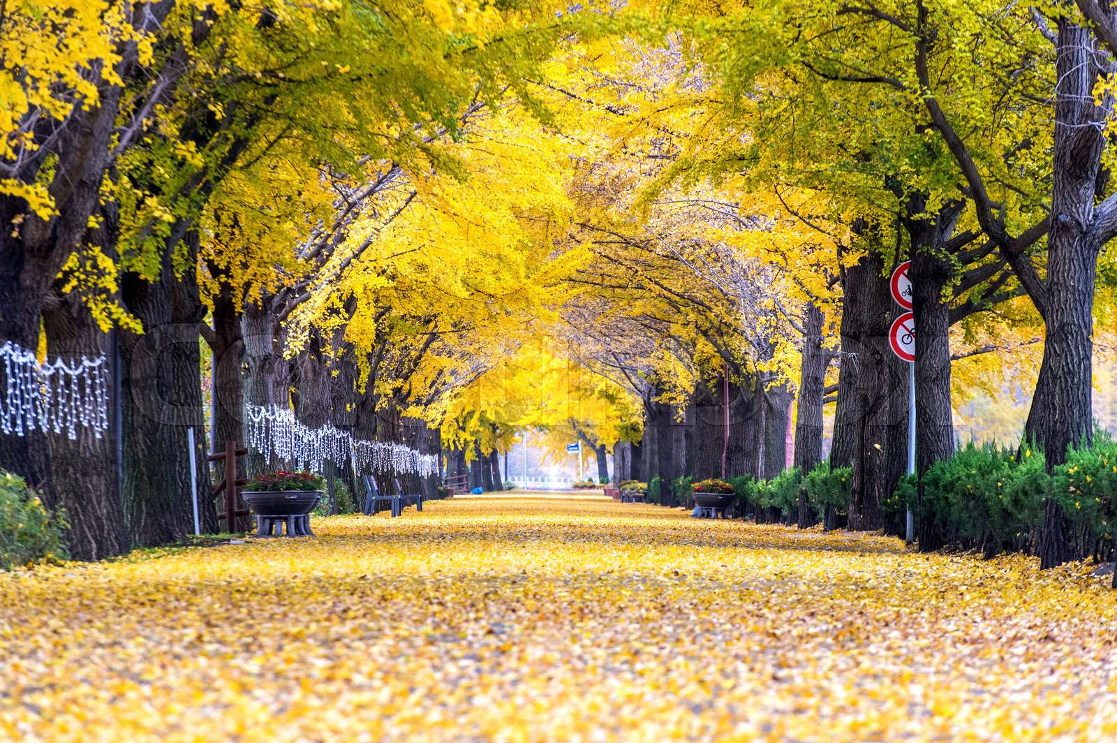 Row of yellow ginkgo trees in Asan, Korea. | Stock image | Colourbox