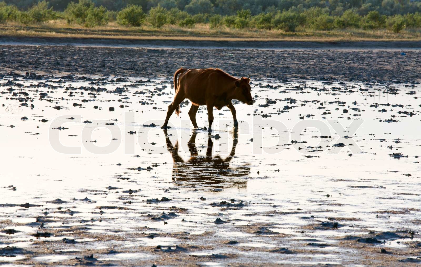 Cow calf running by morning swamp and it reflection | Stock image ...