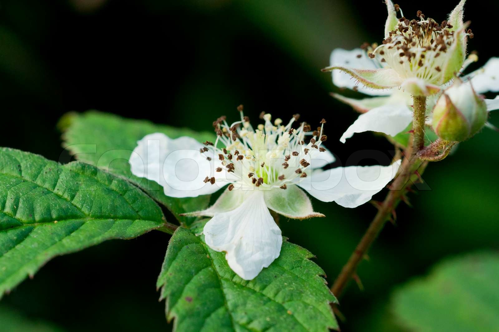 Dewberry flower | Stock image | Colourbox