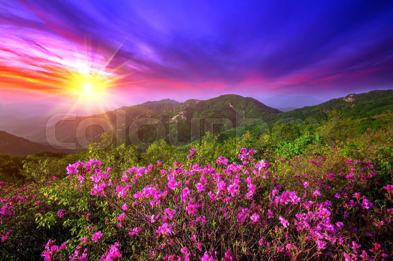 Beautiful pink flowers on mountains at sunset, Hwangmaesan mountain in ...