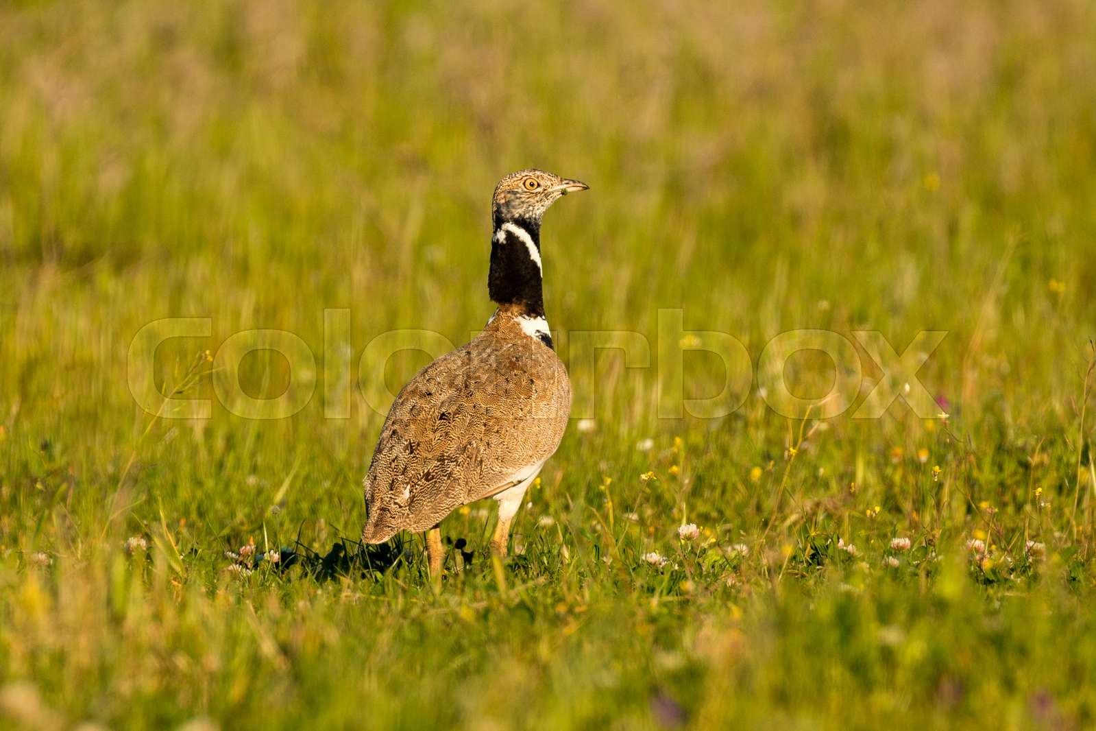 Beautiful wild bird in the meadow. | Stock image | Colourbox