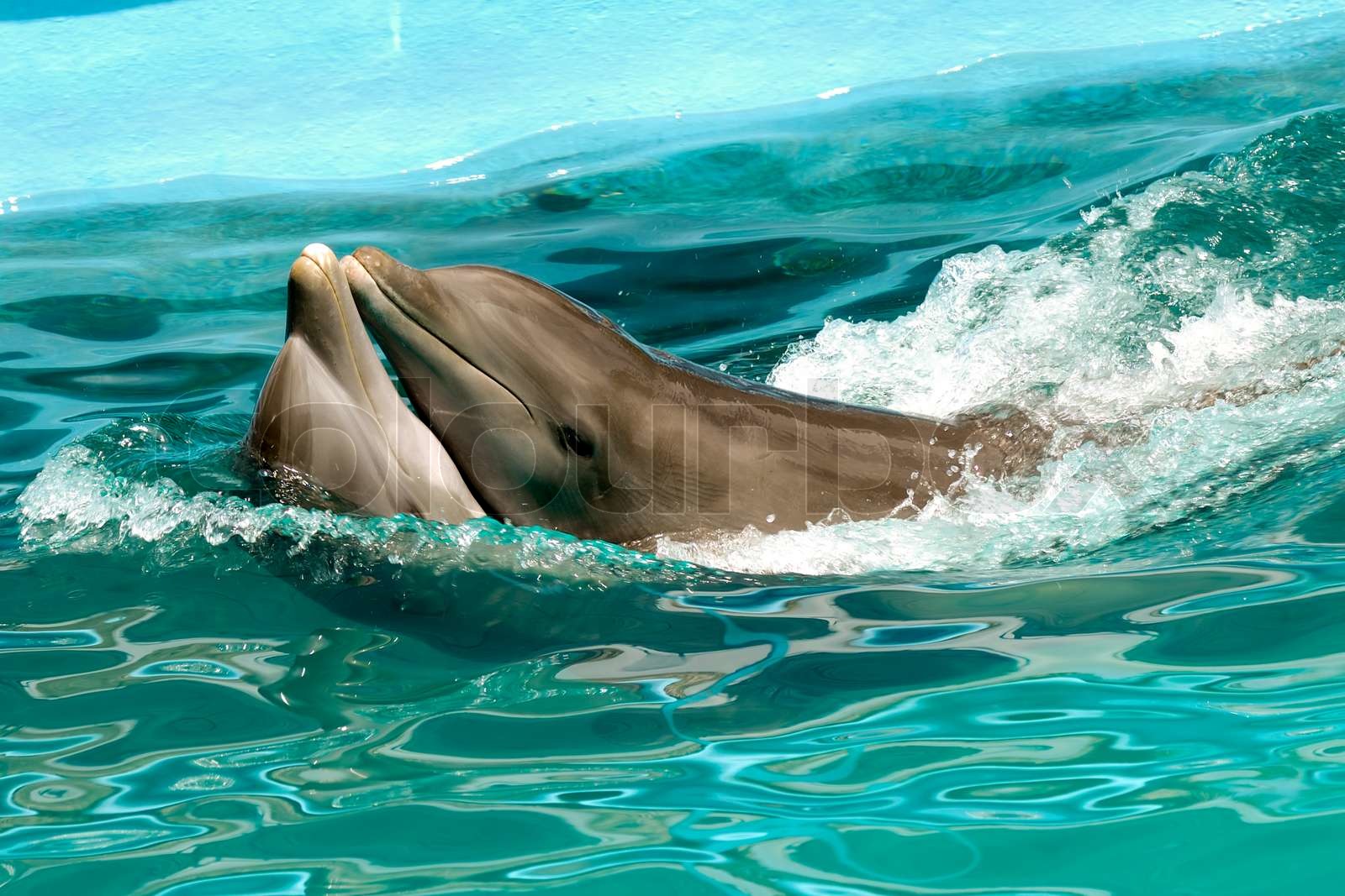 Dolphin couple in love | Stock image | Colourbox