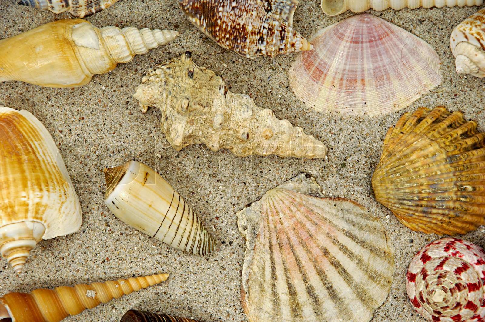 Sammlung mit vielen verschiedenen Muscheln im Sand | Stock Bild | Colourbox