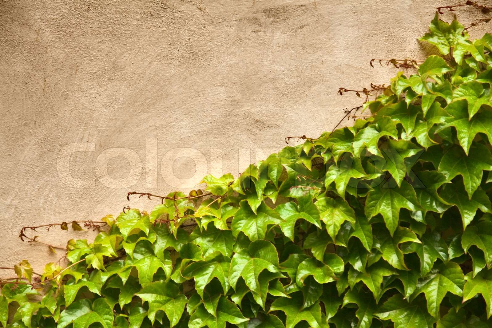Vedbend klatring den gamle mur | Stock foto | Colourbox