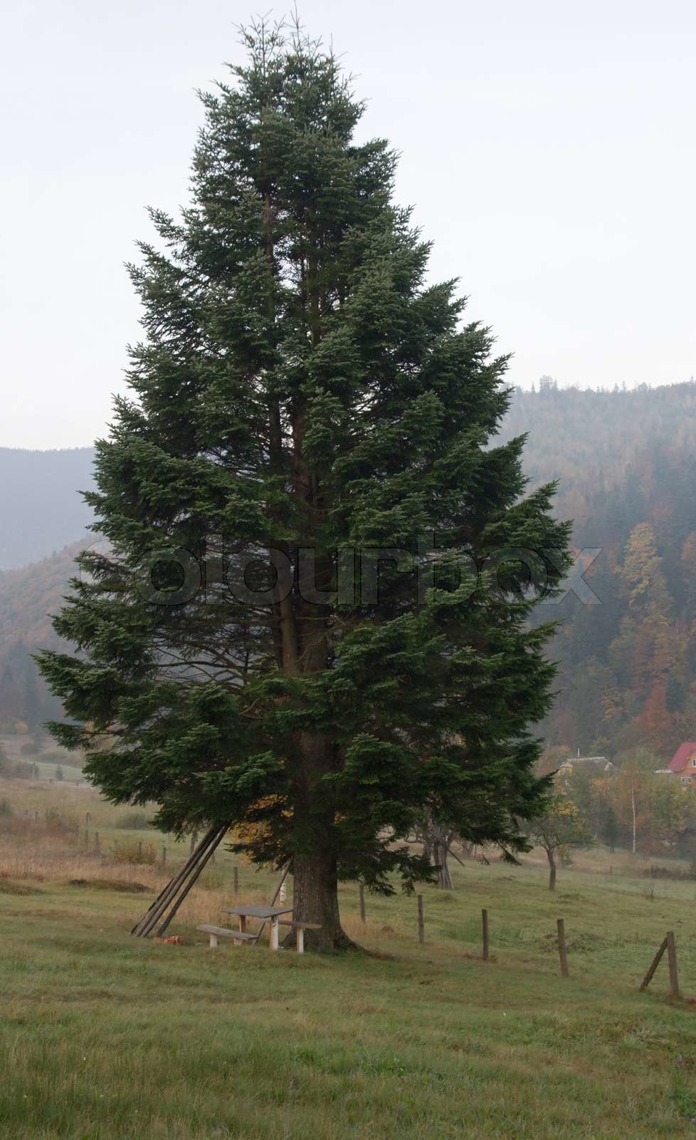 Big Tanne auf der Alm und Holz Bank unter | Stock Bild | Colourbox