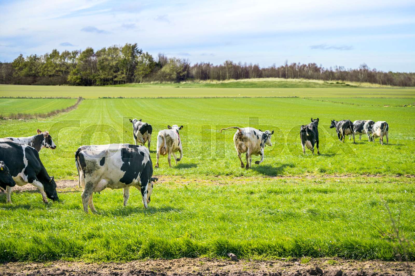 Cows run into the green field for the first time | Stock image | Colourbox