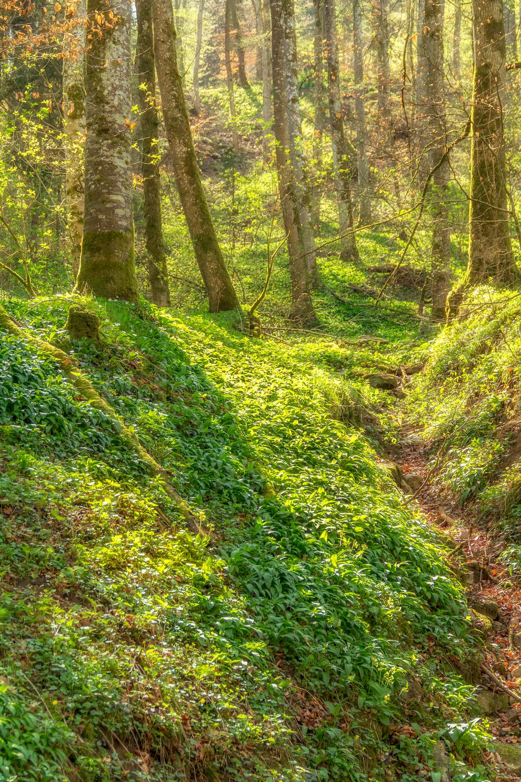 idyllic forest scenery | Stock image | Colourbox