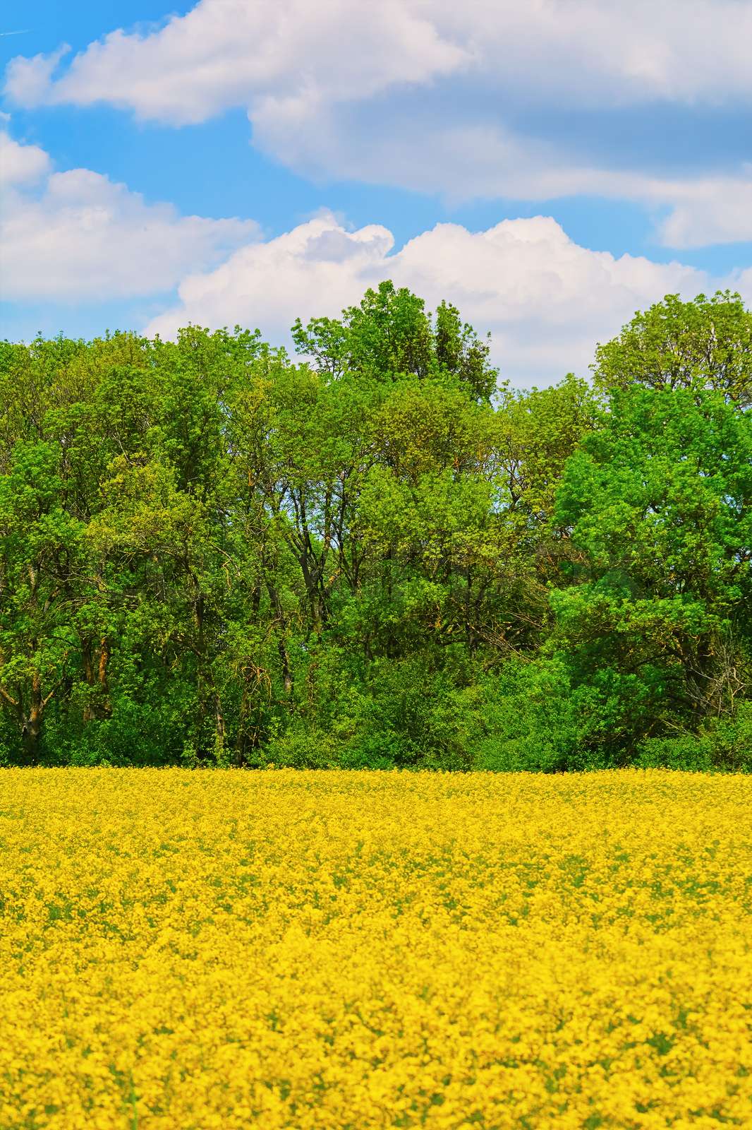 Field of Colza | Stock image | Colourbox