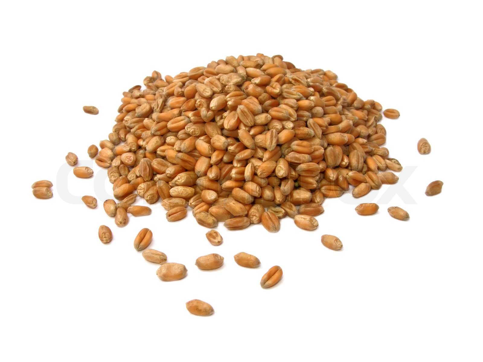 Wheat Grains Stock Image Colourbox