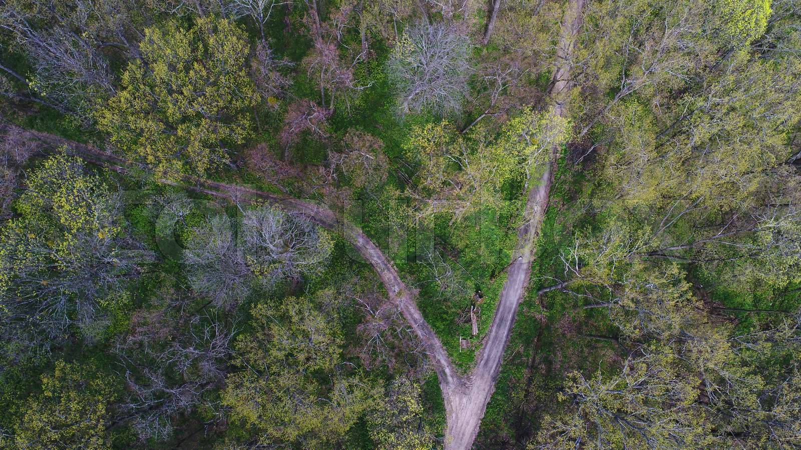 Two roads coming together in spring forest, aerial view | Stock image ...