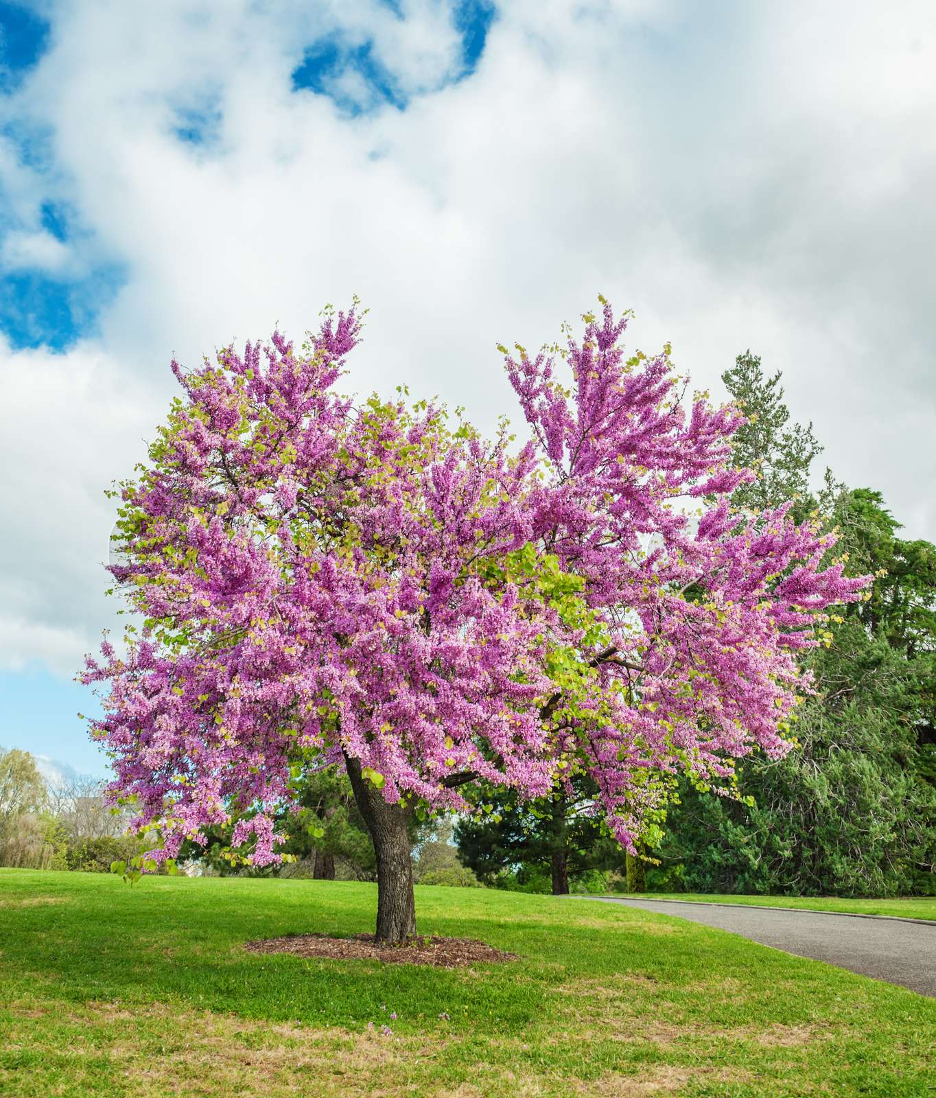 flowering Judas Tree | Stock image | Colourbox