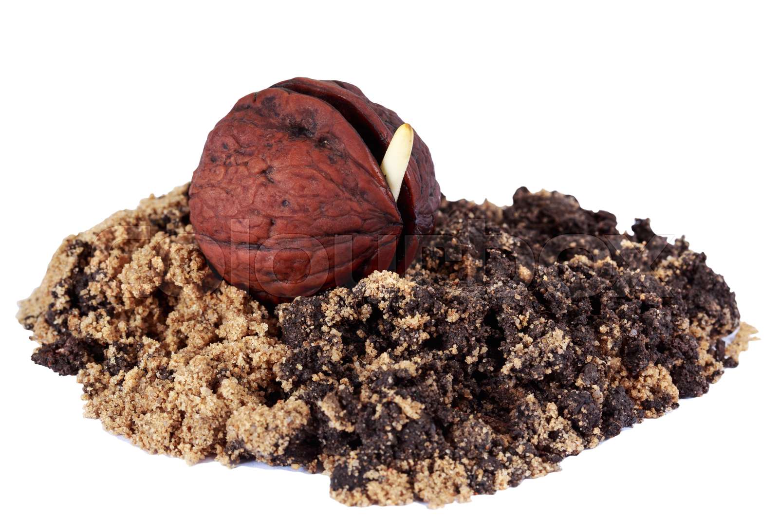 Young walnut sprout | Stock image | Colourbox