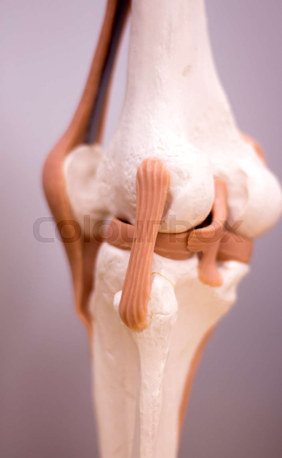 Knee meniscus medical model | Stock image | Colourbox