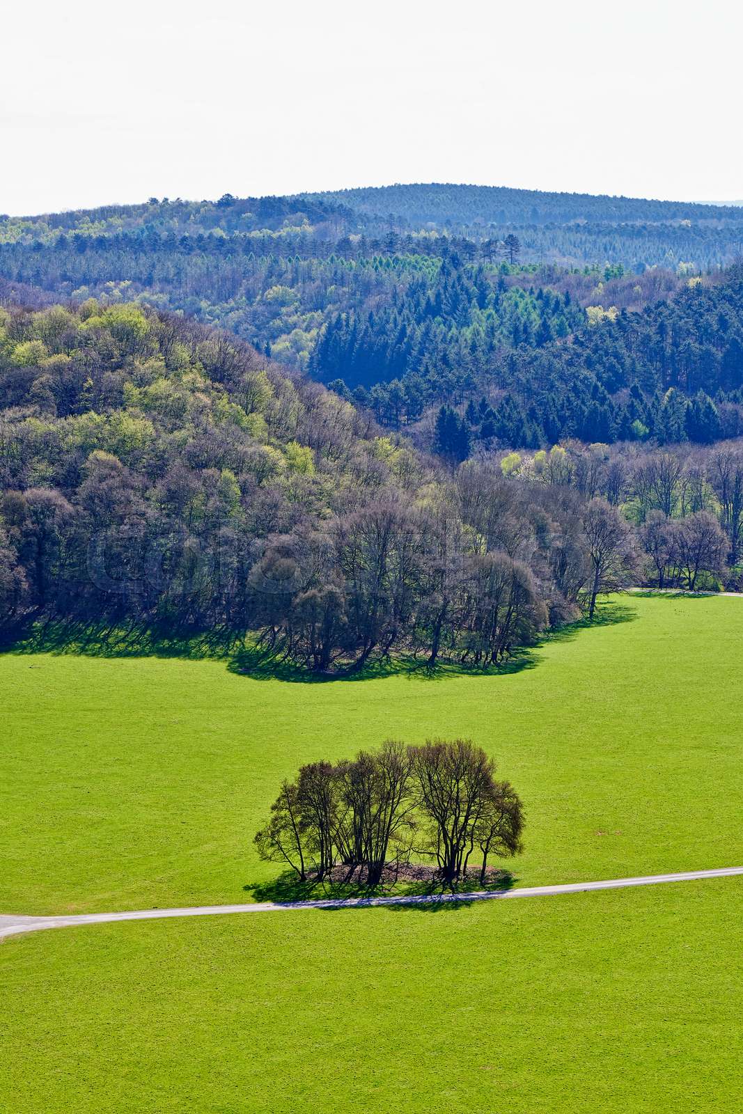 Green grass Plain, forest and road. | Stock image | Colourbox