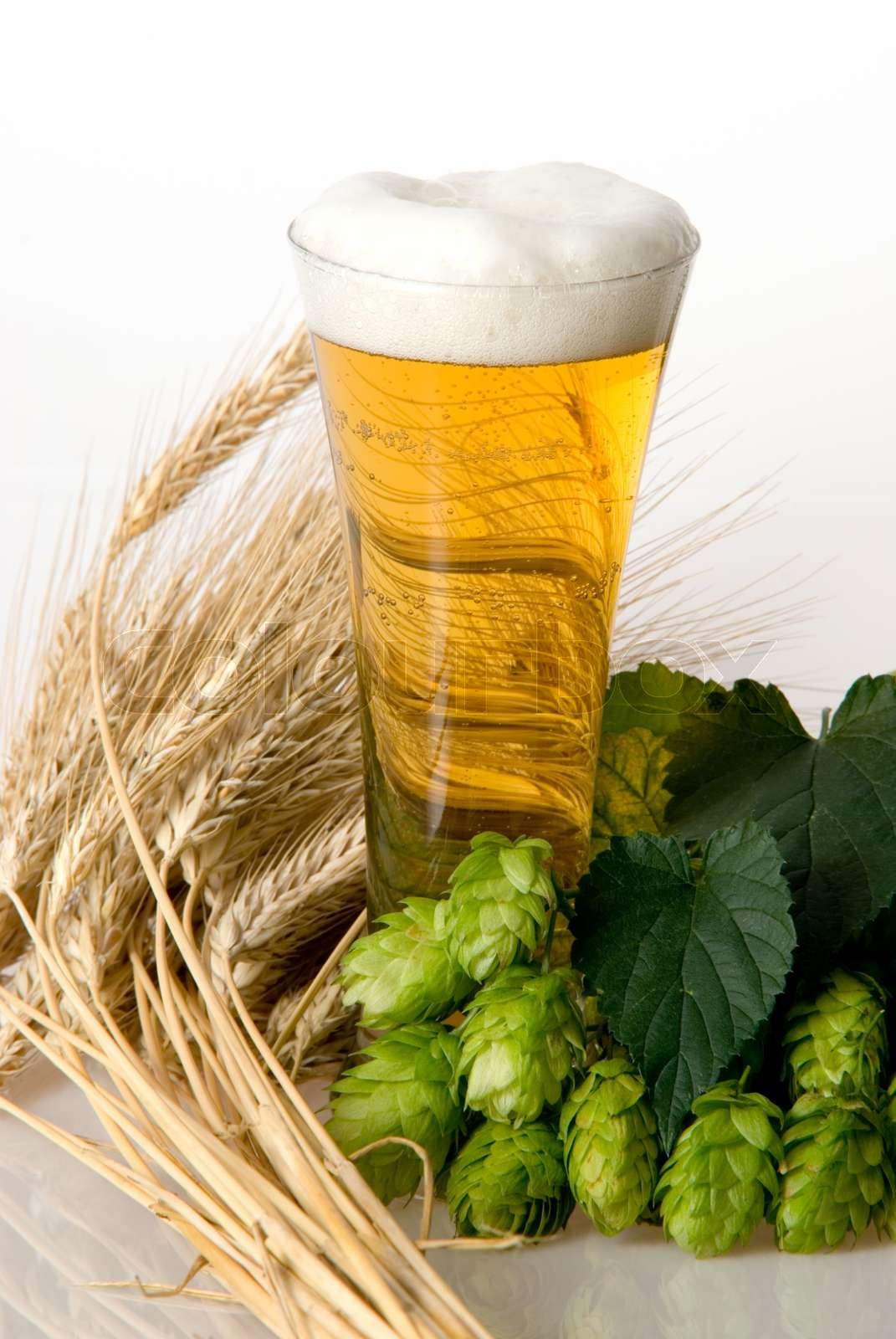 Beer And Hops | Stock image | Colourbox