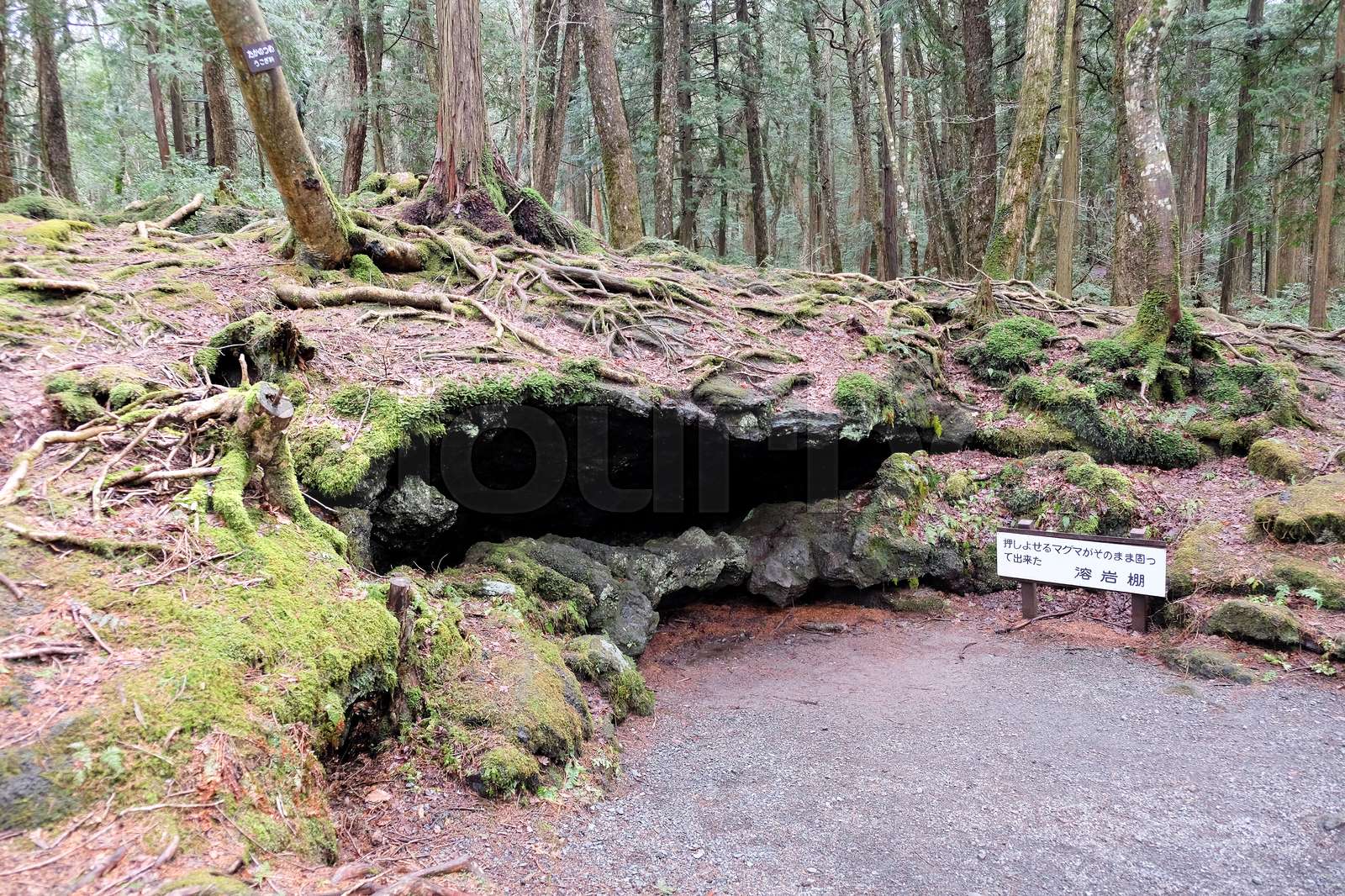 Aokigahara Forest | Stock image | Colourbox