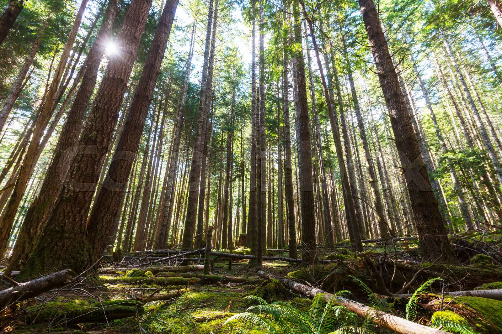 Vancouver forest | Stock image | Colourbox