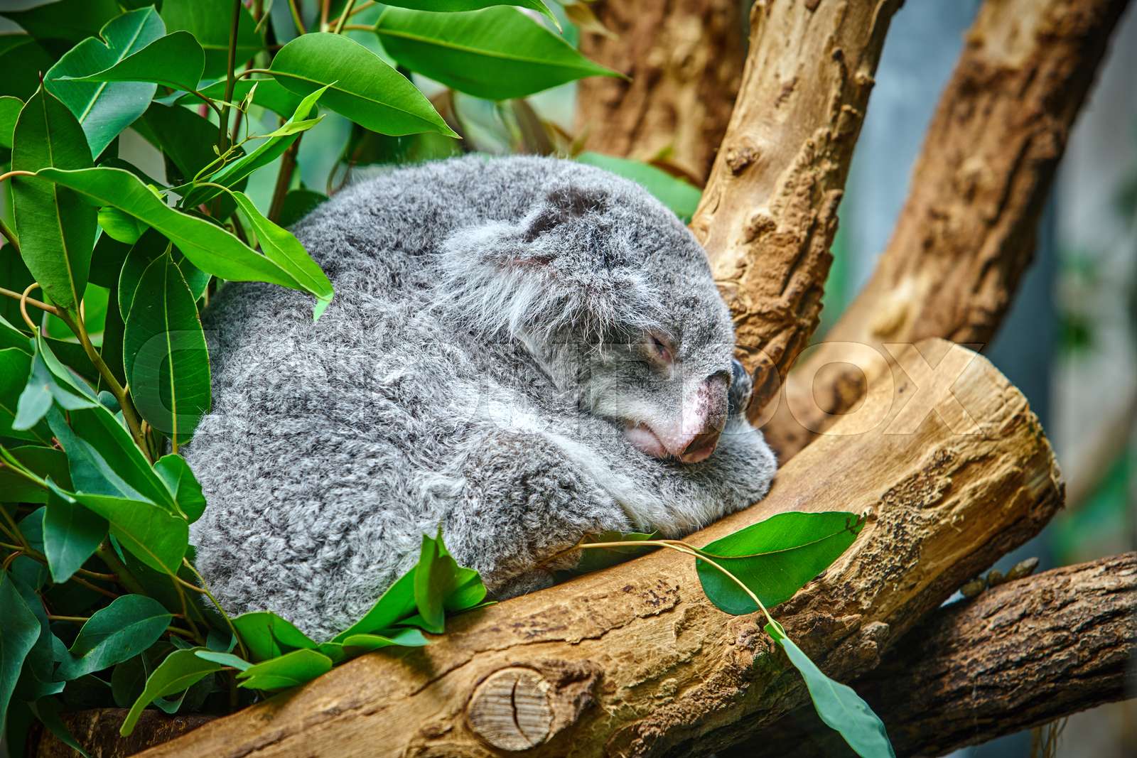 koala bear in the zoo | Stock image | Colourbox