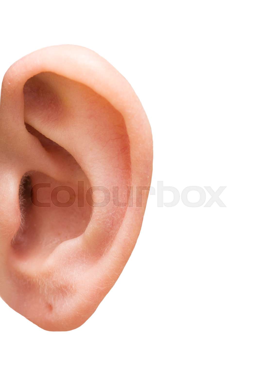 Female ear | Stock image | Colourbox