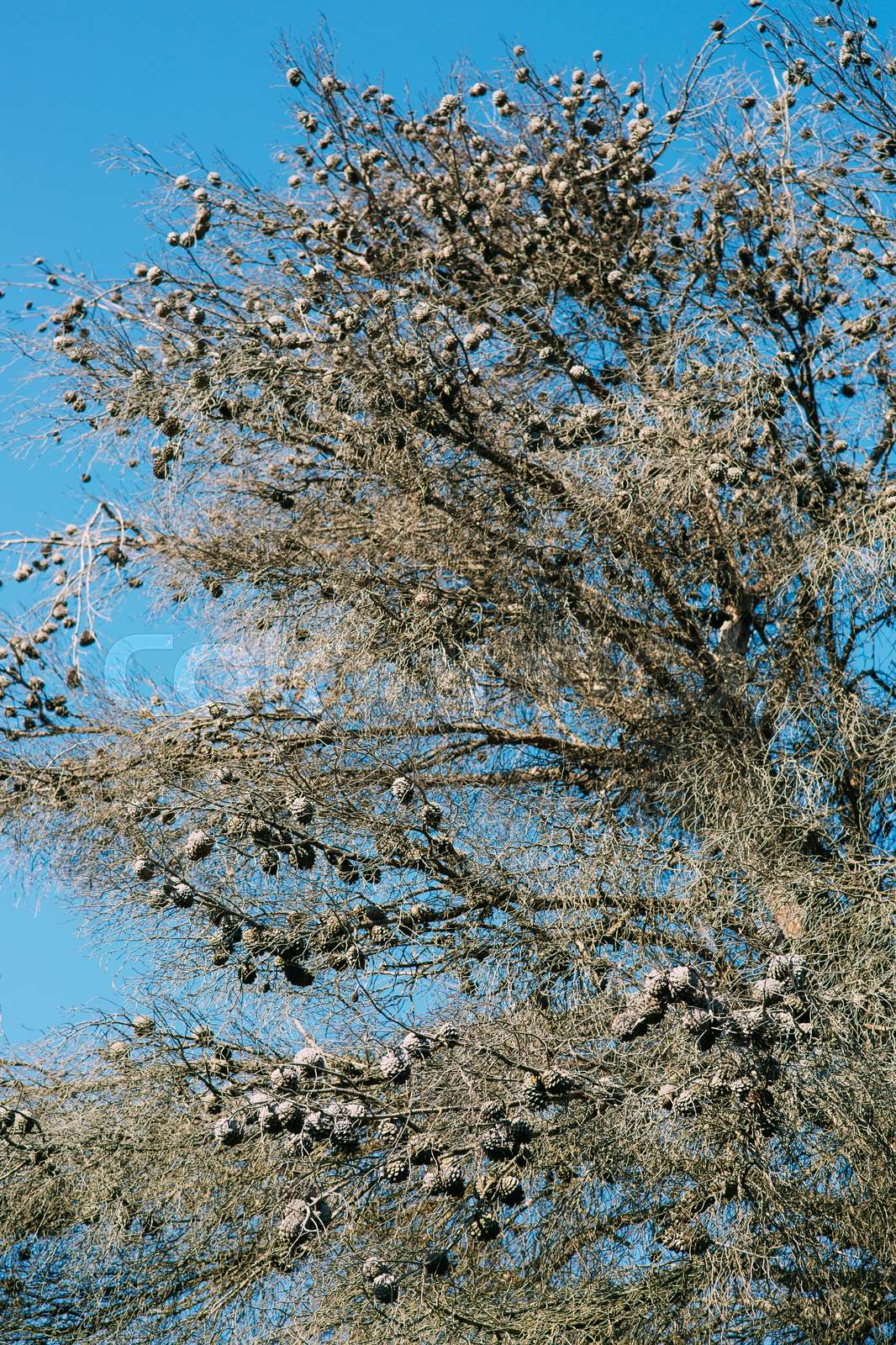 Pine after lightning strike. Wood white with a lightning strike | Stock image | Colourbox