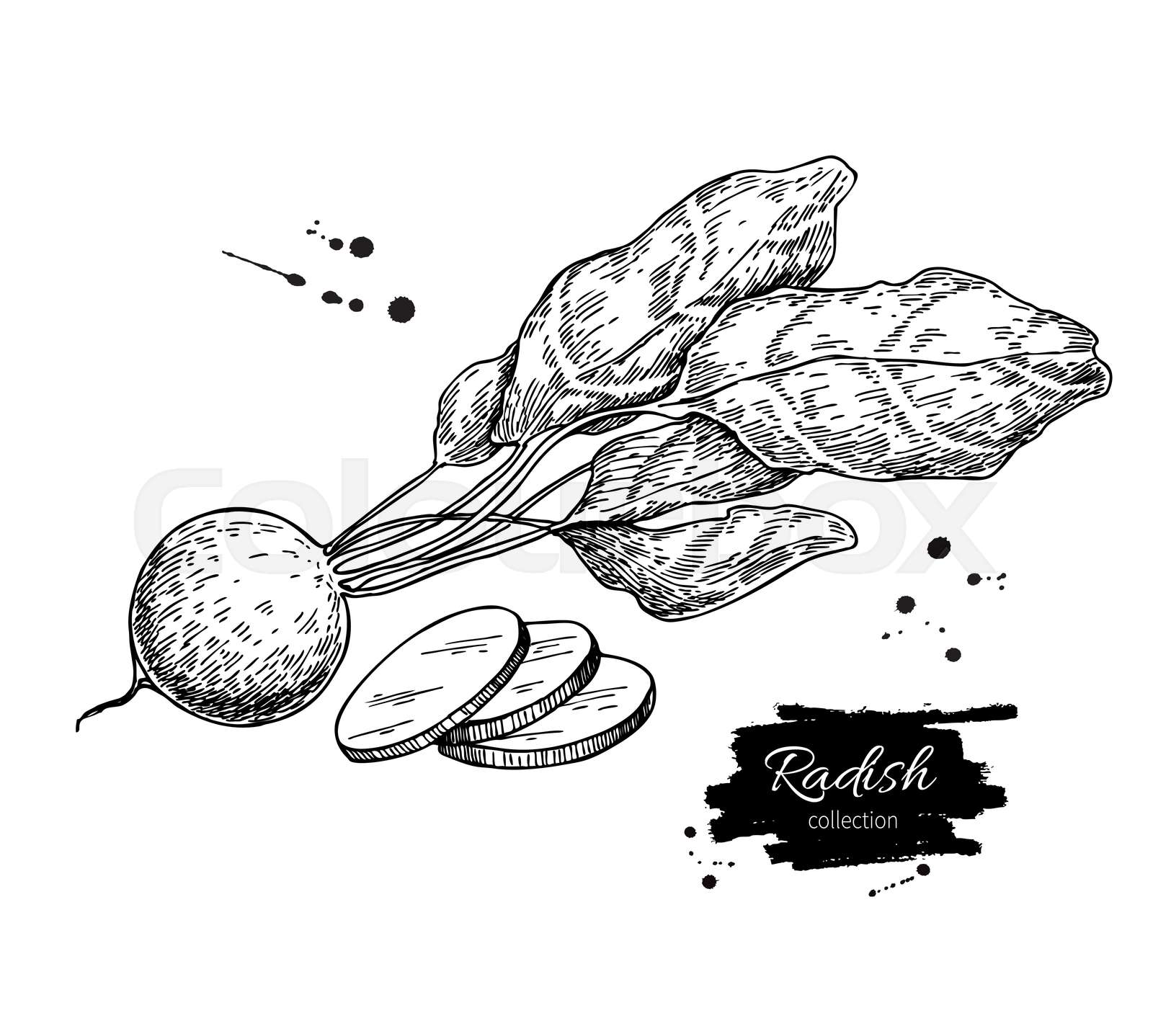 Radish Drawing