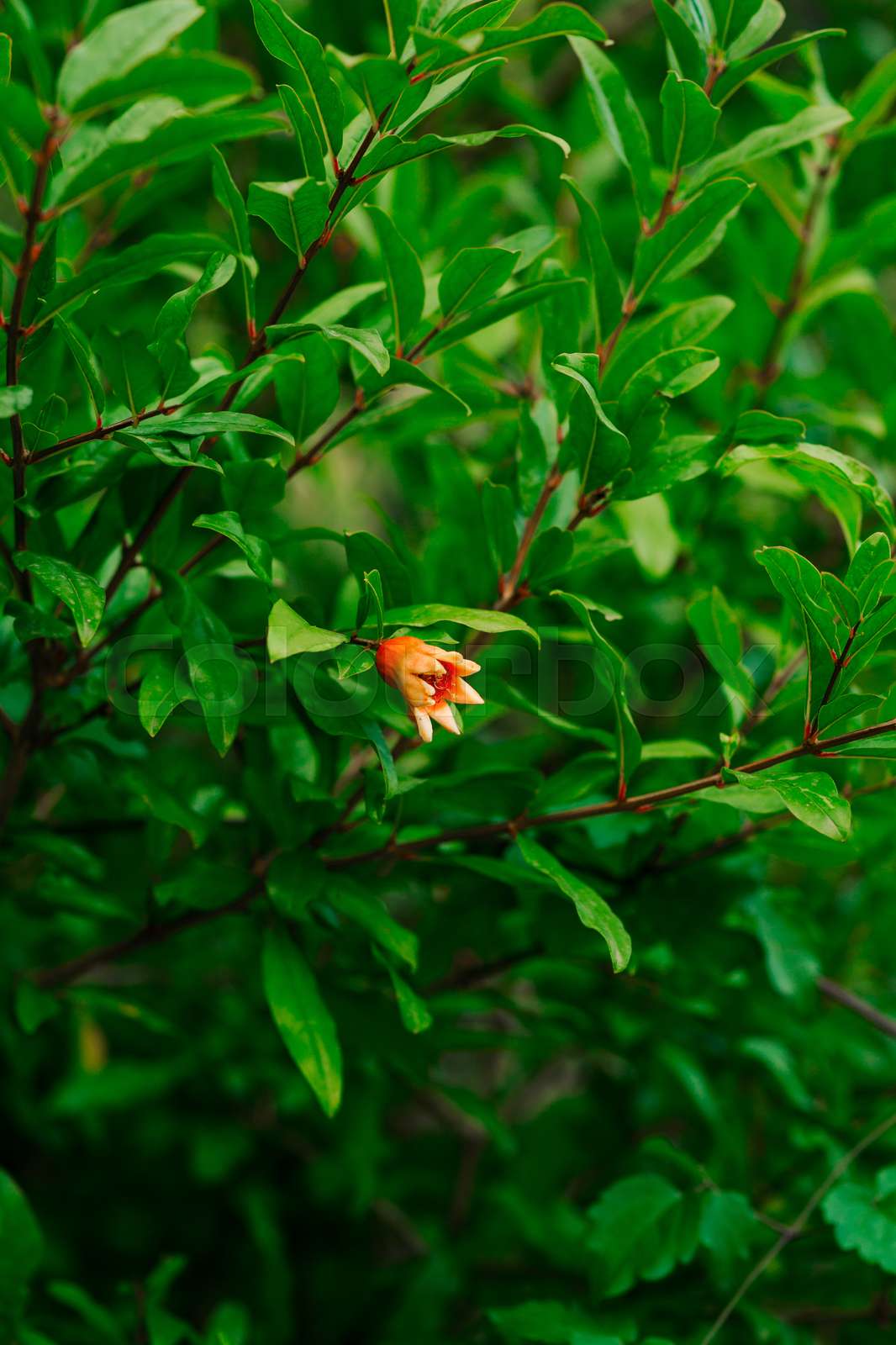Small pomegranates on the tree | Stock image | Colourbox