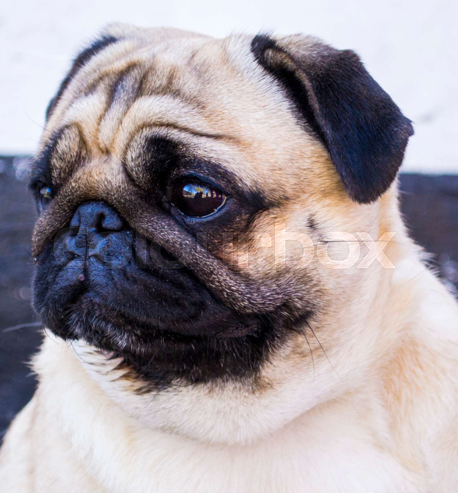 pug. Dog pug. Close up face of Cute pug | Stock image | Colourbox