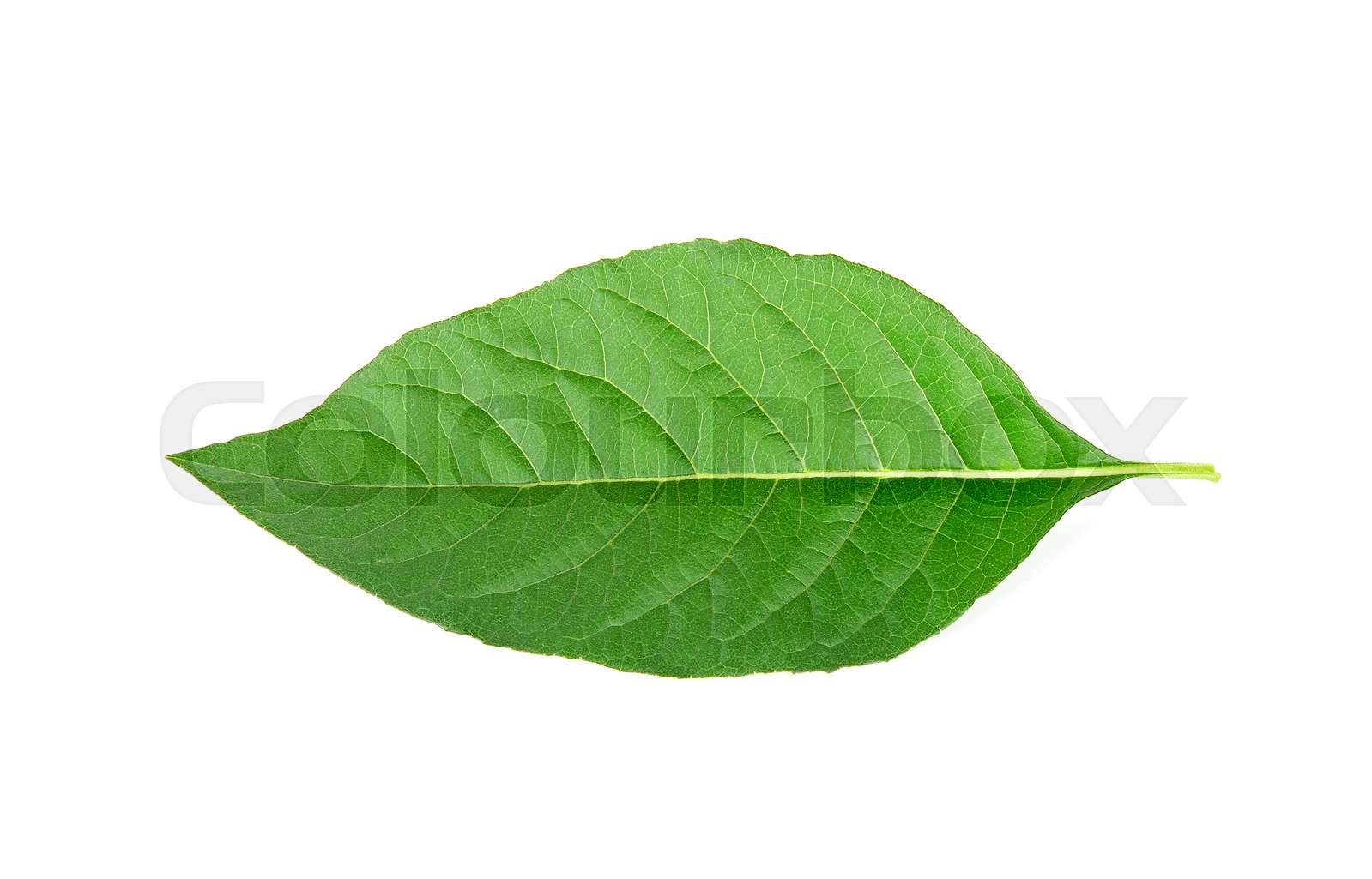 Adhatoda vasica or medicinal Basak leaf isolated on white | Stock image ...