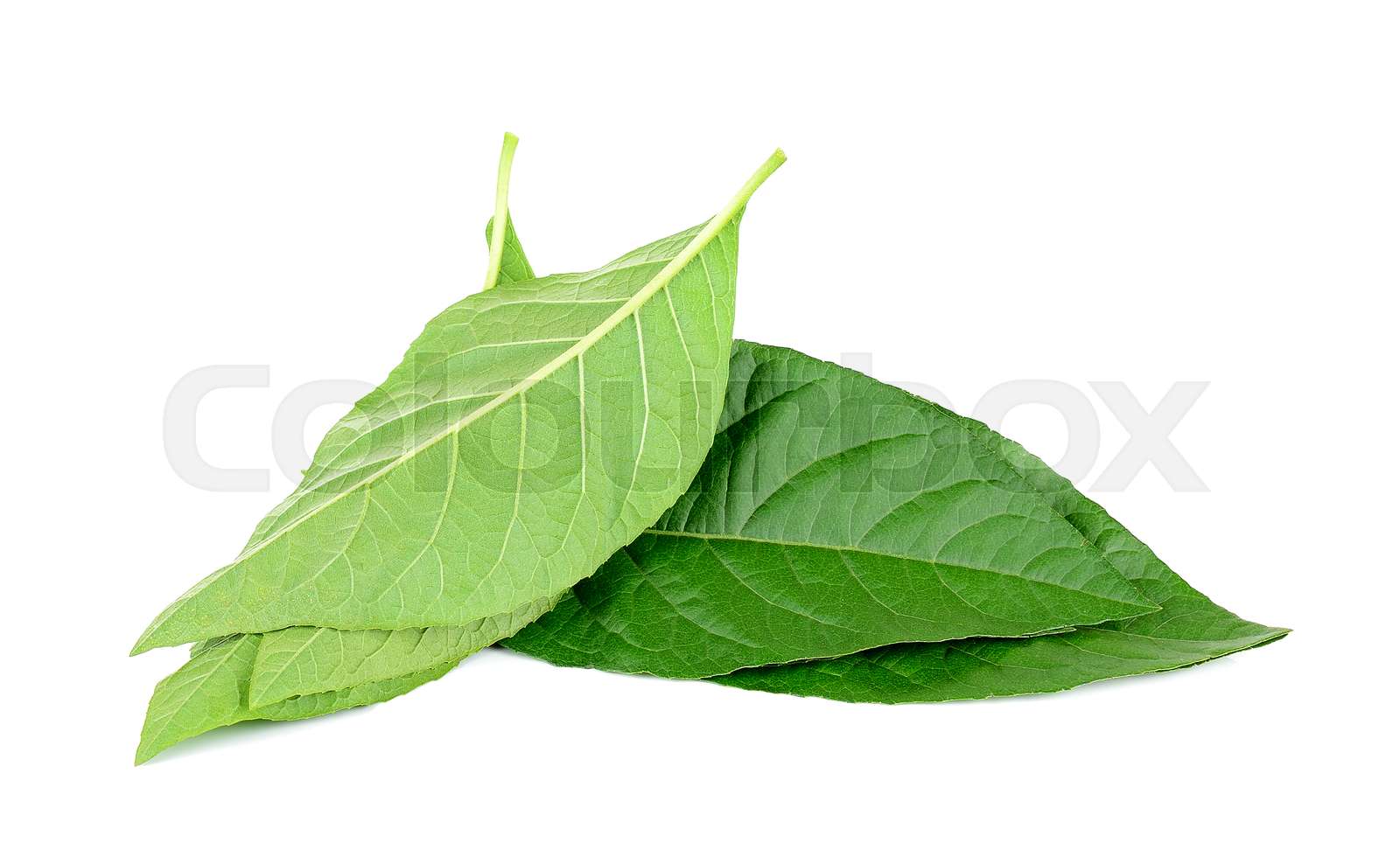 Adhatoda vasica or medicinal Basak leaf isolated on white | Stock image | Colourbox
